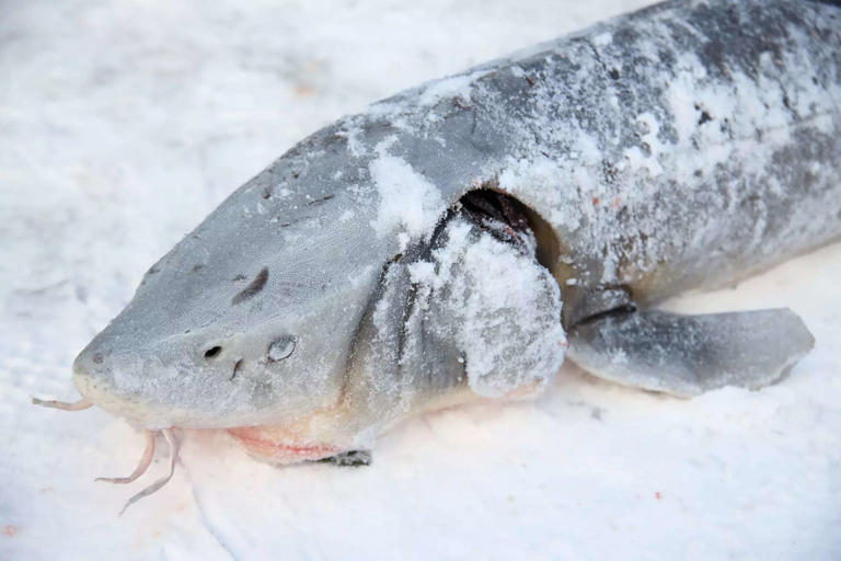 ‘Black demon fish’ captured for first time on video: Here's what it ...
