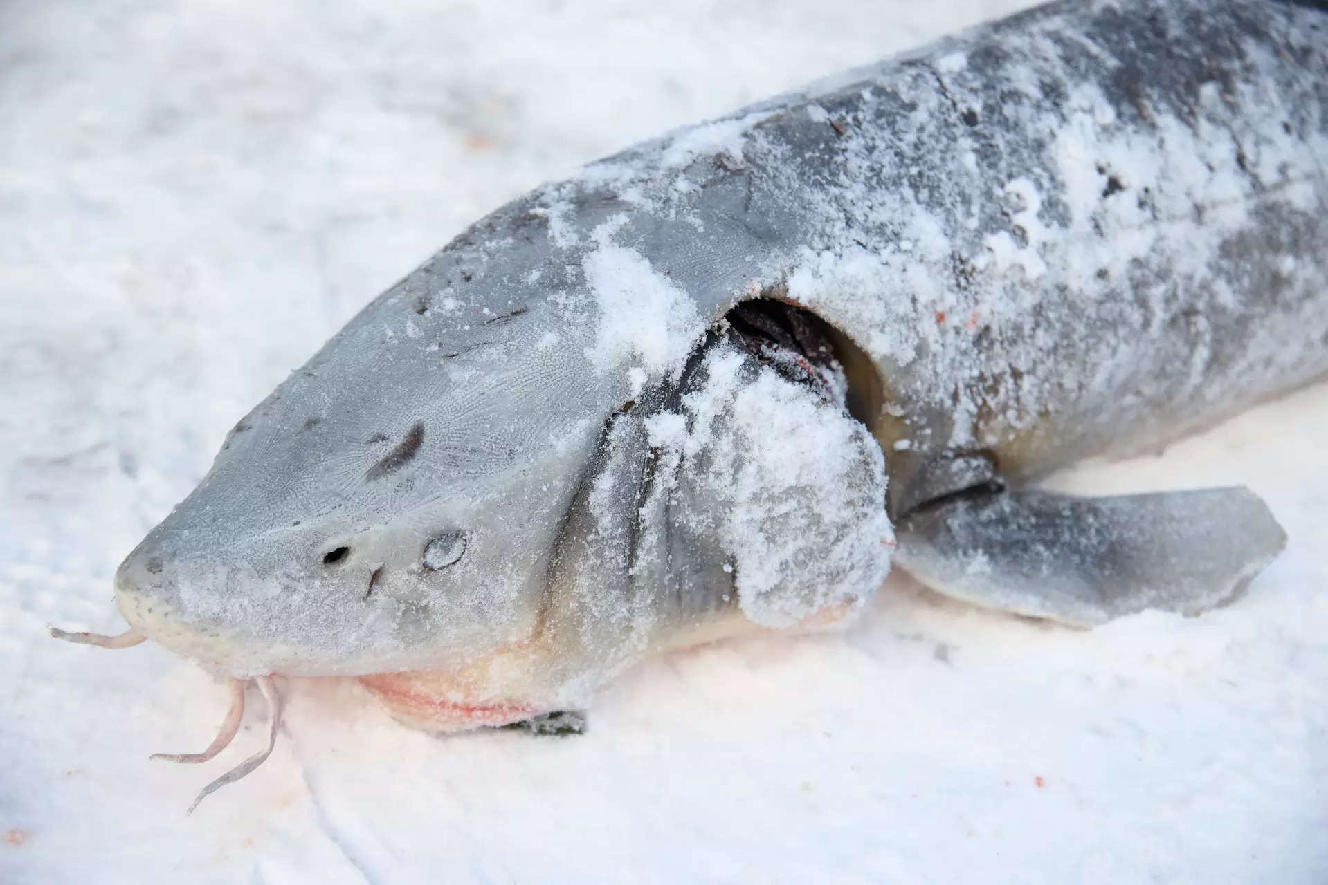 ‘Black demon fish’ captured for first time on video: Here's what it ... ‘Black demon fish’ captured for first time on video: Here's what it ...
