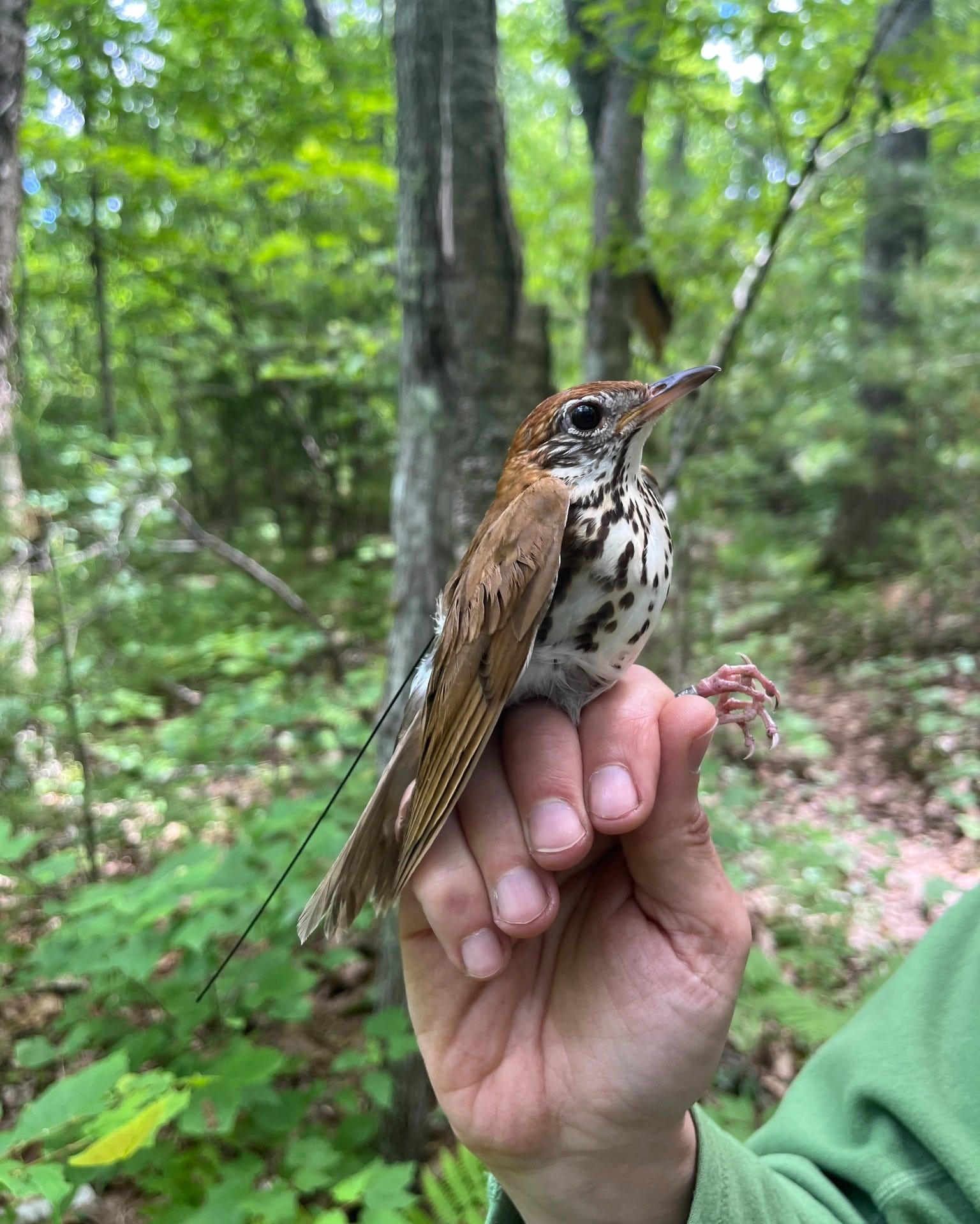 Biodiversity and birds with backpacks; what you need to know about the ...