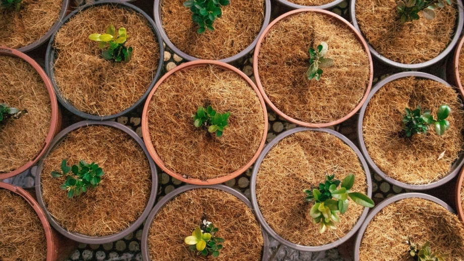 13 Pros and Cons of Coconut Coir Mulch