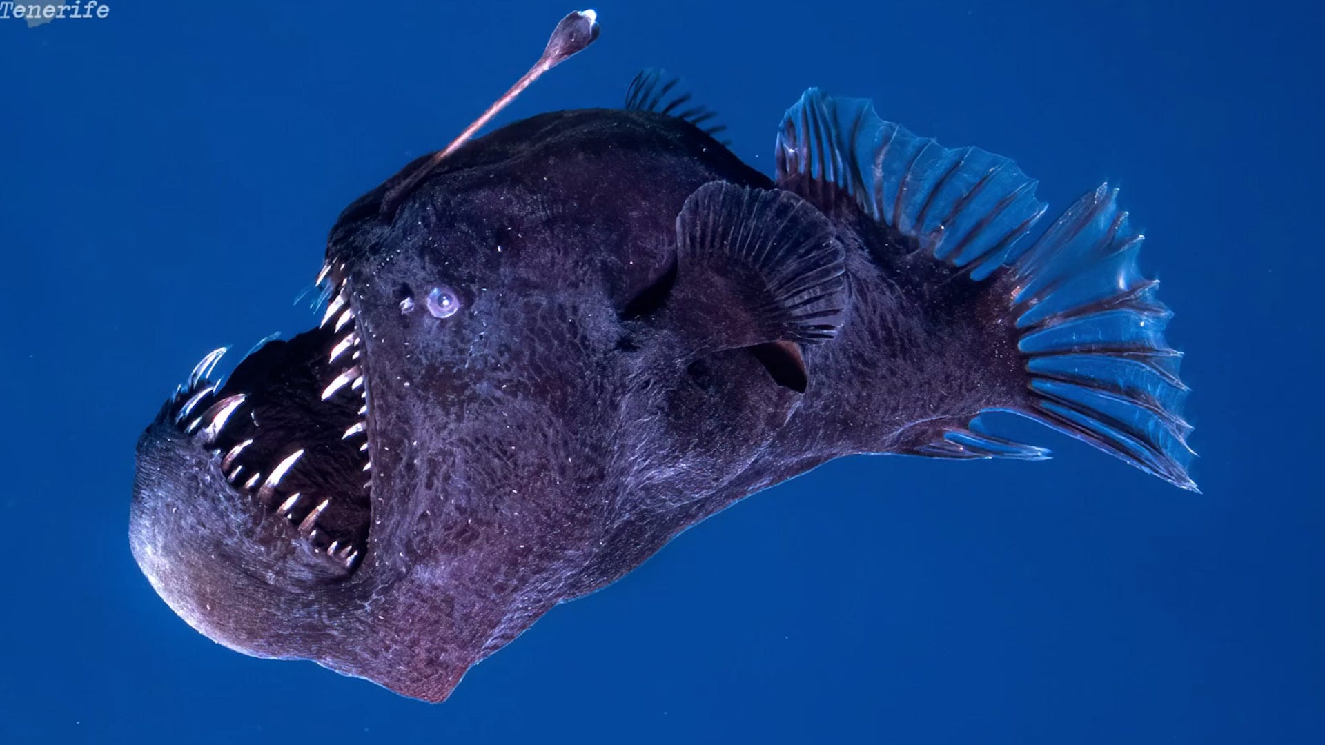 Watch this creepy deep sea creature see the light of day, a first in ...