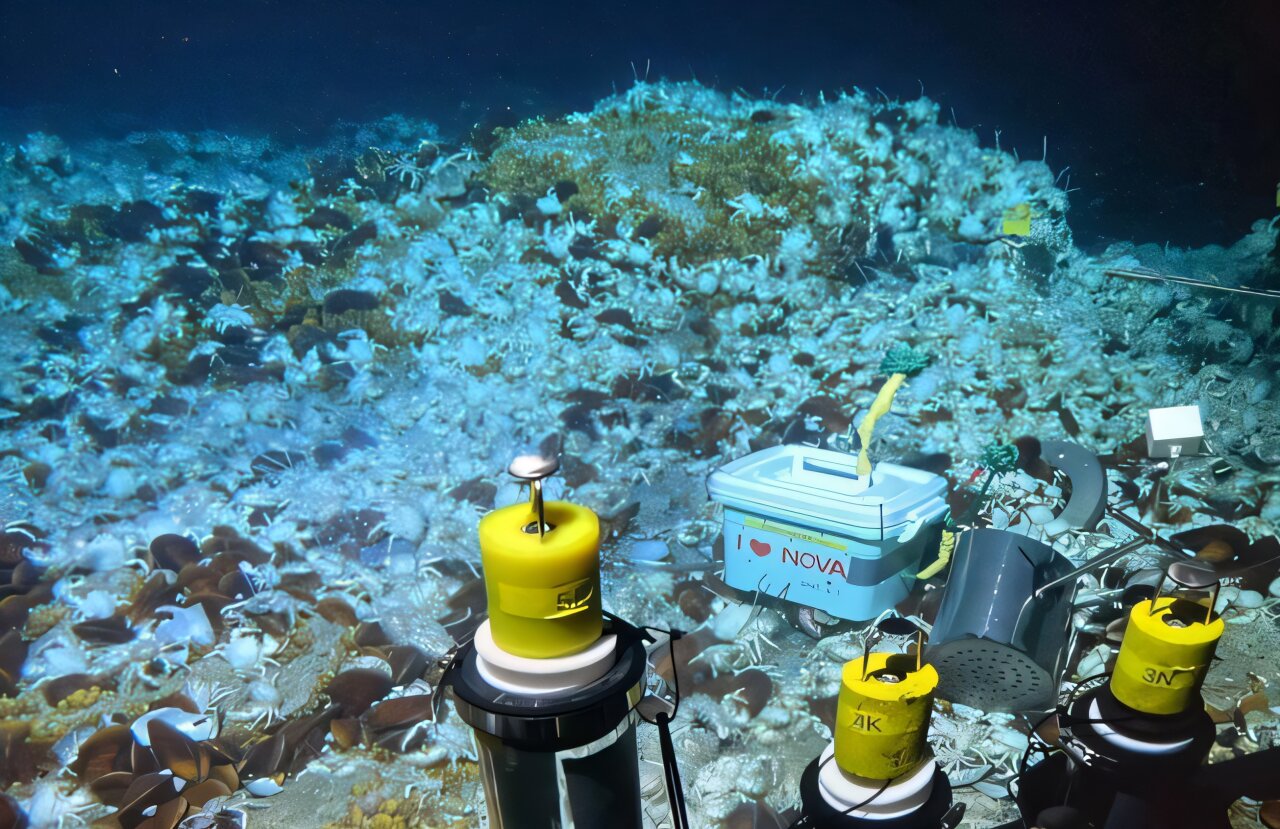 Shallow-water mussels show rapid adaptation to deep-sea life in 10 days