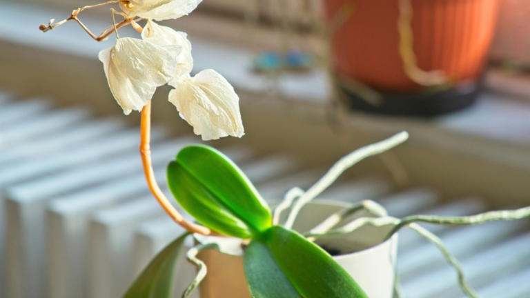 What to Do With Brown, Dried Orchid Stems