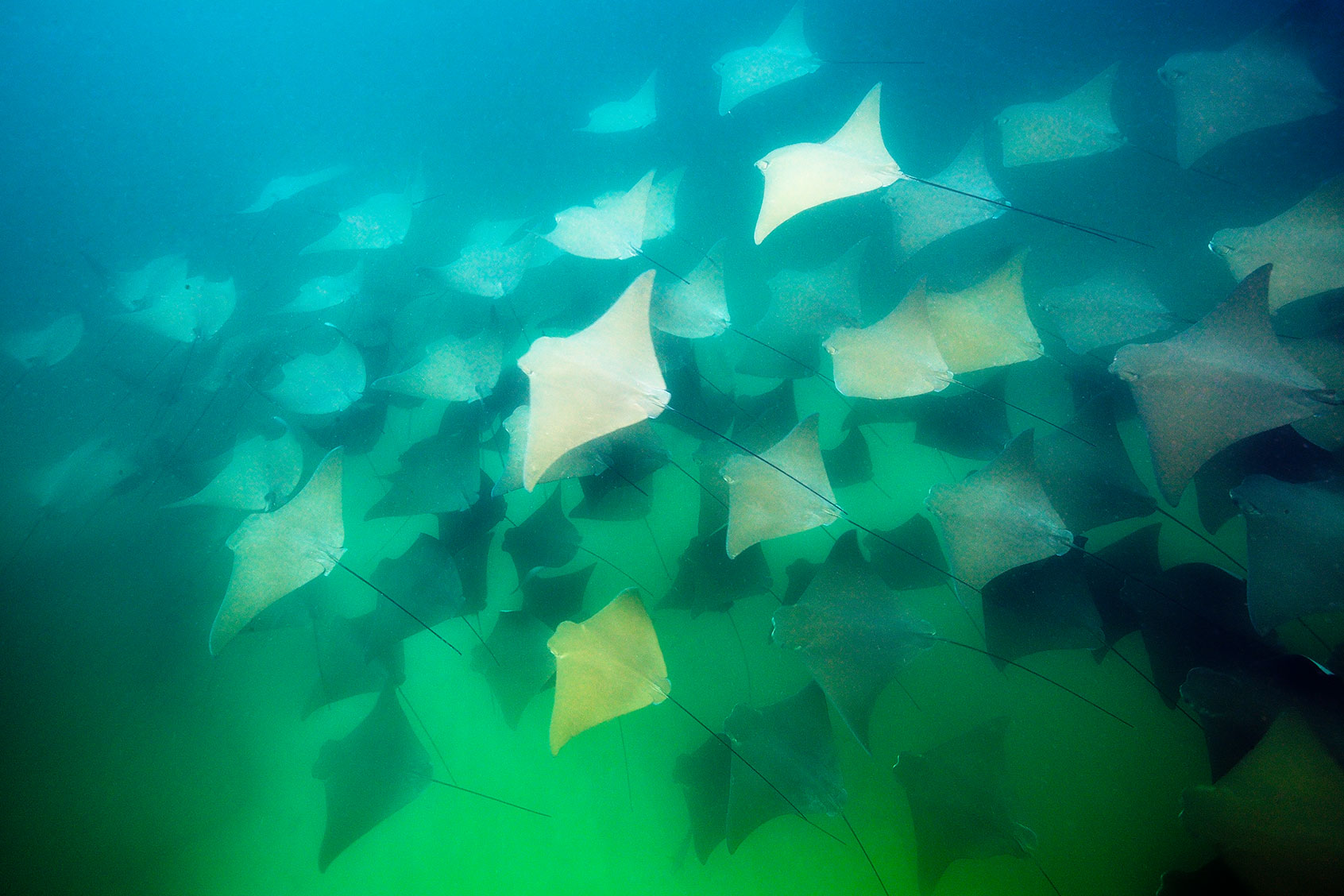 Ray tails have long been mysterious. Scientists may have finally ...