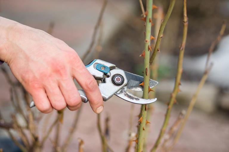 Complete simple task to 'rid' brambles from your garden with ease ...