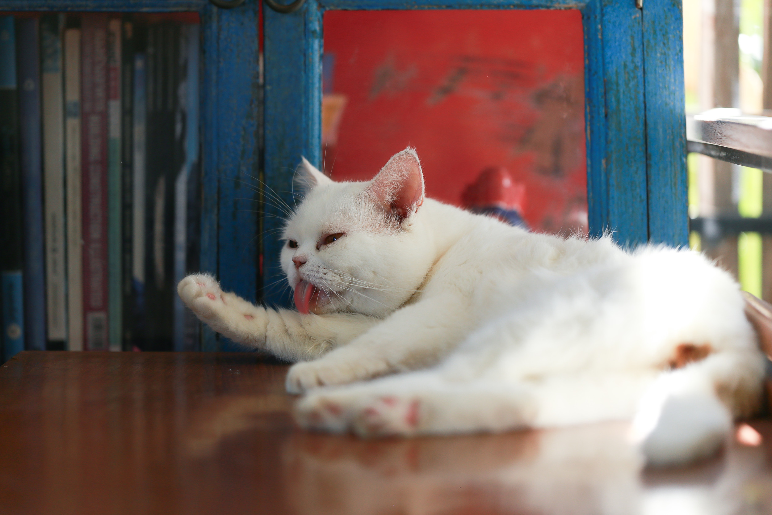 Deaf Cat in 'Deep Cleaning Mode,' Then He Realizes Owner Is Watching
