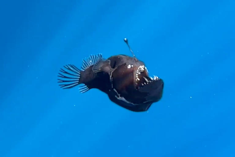 Elusive Deep-Sea Fish Mysteriously Rises to Ocean's Surface in ...
