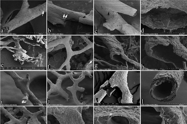 Age and burial environment don't hinder soft tissue preservation in ...