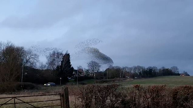 Village invaded by starlings covering homes and cars in poo