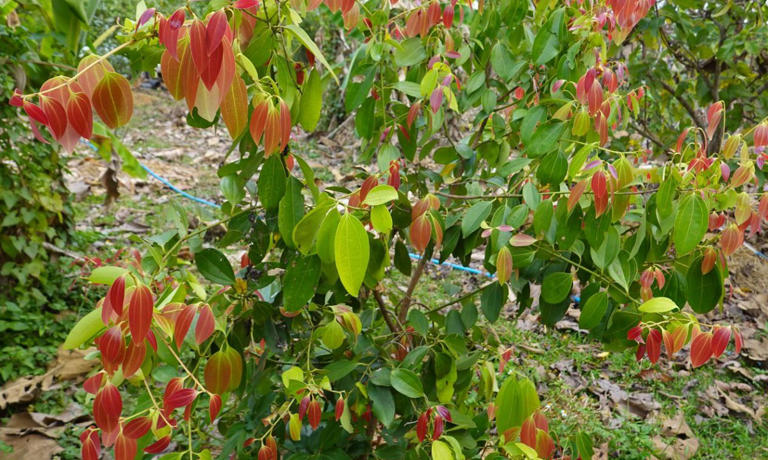 Cuidados y Características de la Planta de Canela: Guía Completa y Práctica