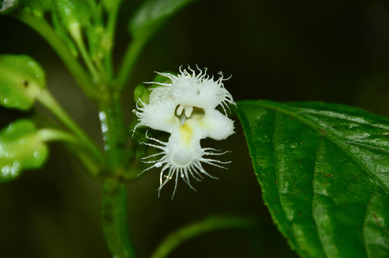 Think you know Costa Rica? These facts will surprise you