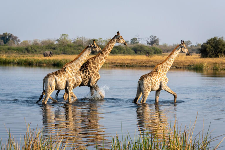 7 Best Places to Travel for a Water-Based Safari