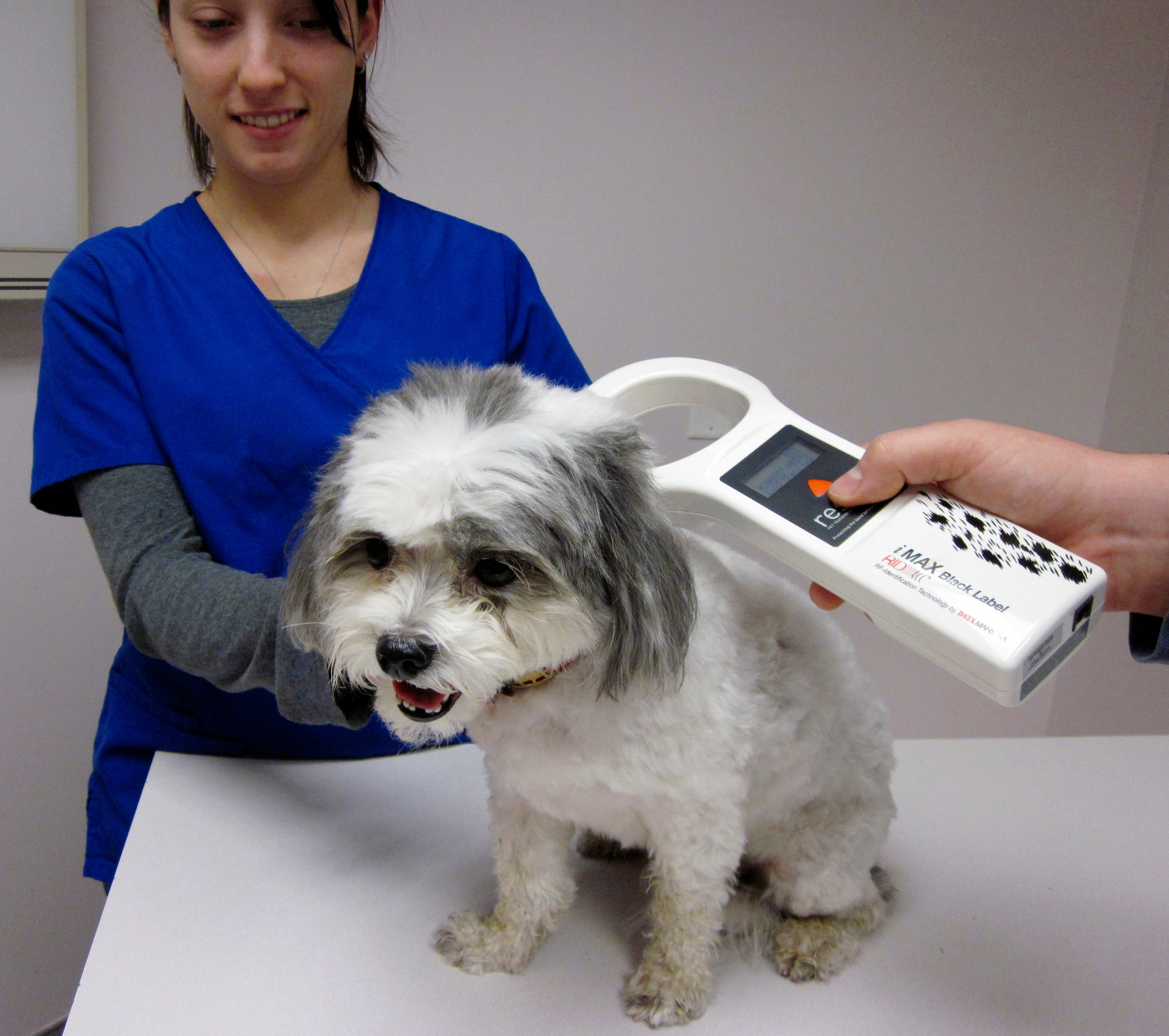 A major pet microchipping company shut down. What you should know in ...