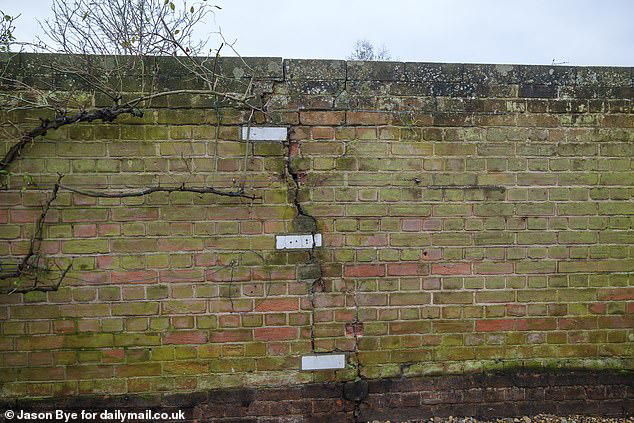 The Essex town at war over a 150-year-old 'majestic' oak tree