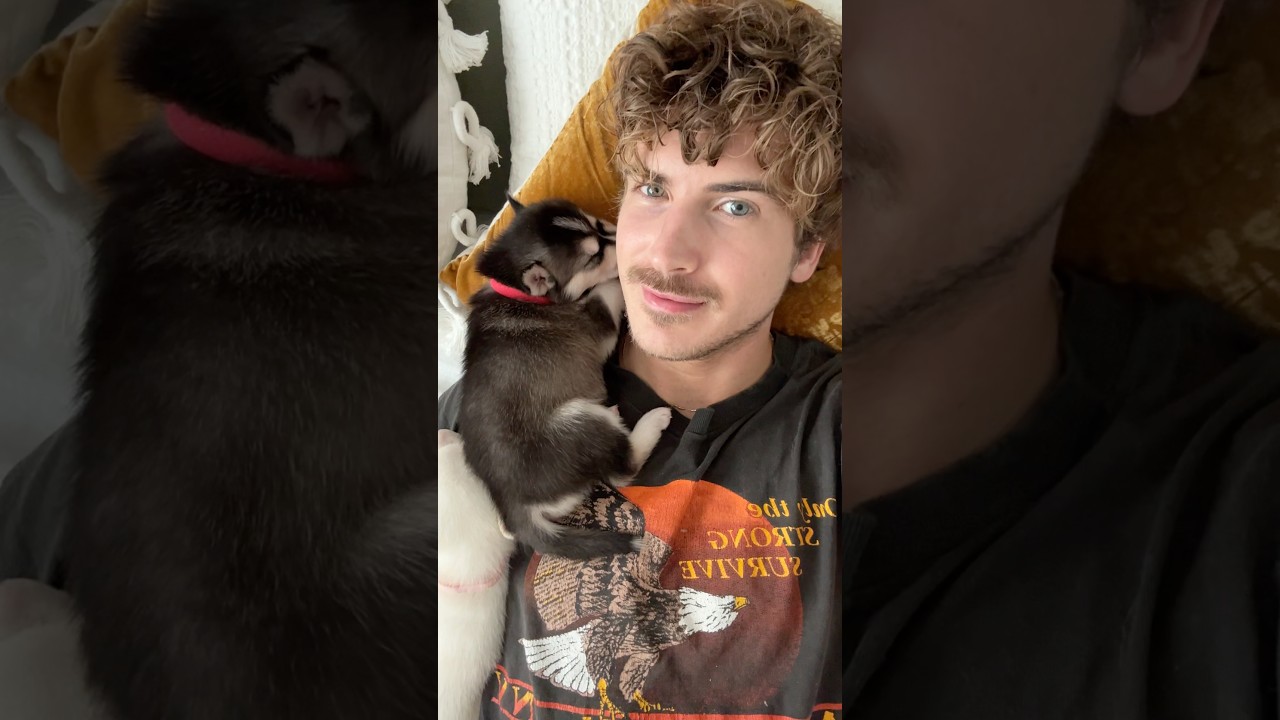 Abandoned puppies find safety and care