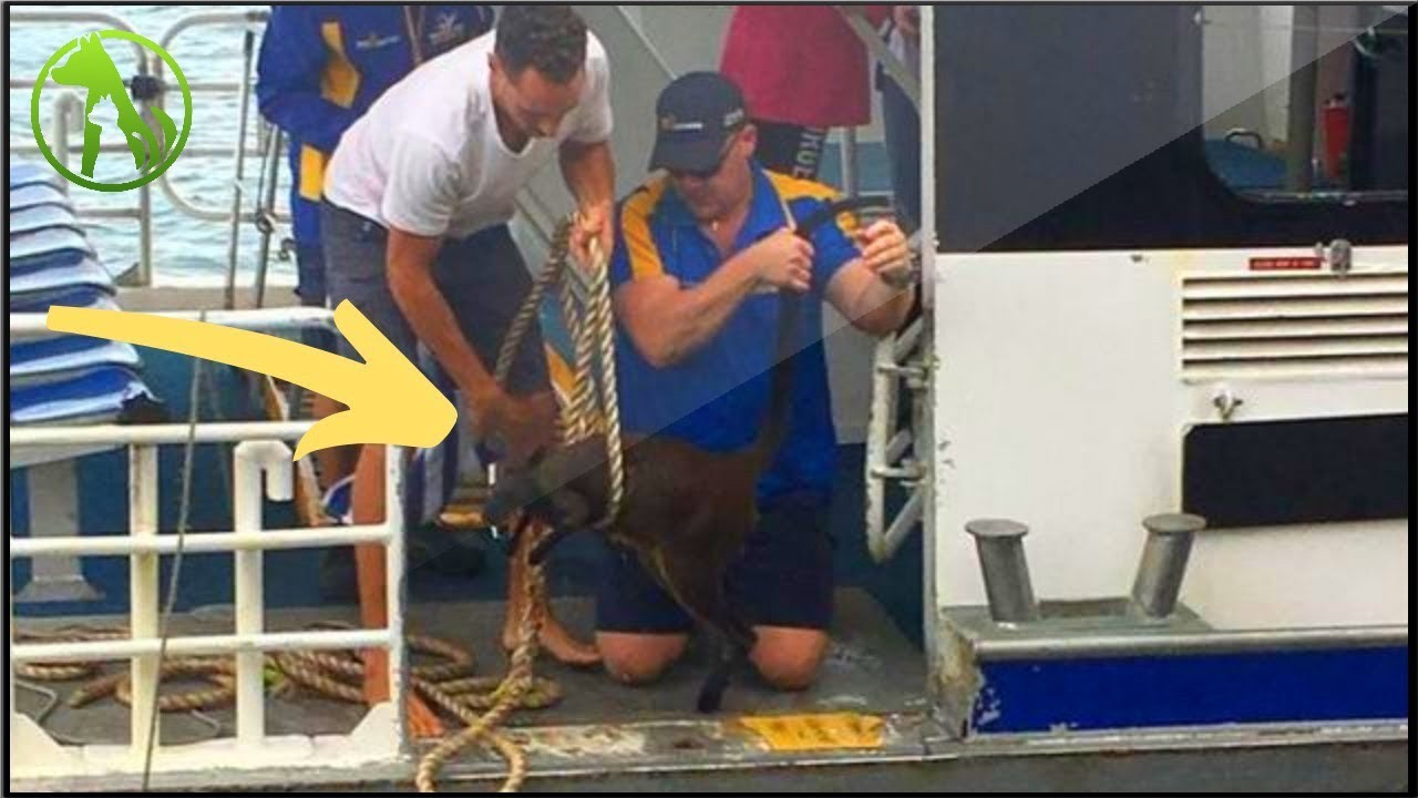 Ferry Crew’s Trip Becomes A Rescue Mission When They Spot This Creature ...