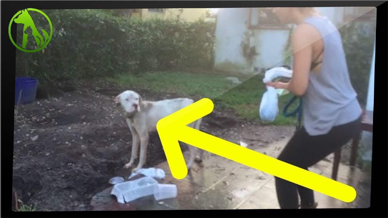 Desperate Dog Tied To A Tree Is Completely Helpless Until Someone ...