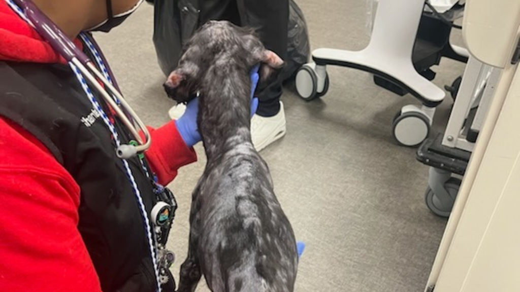 Florida woman accused of aggravated animal cruelty in Chicago