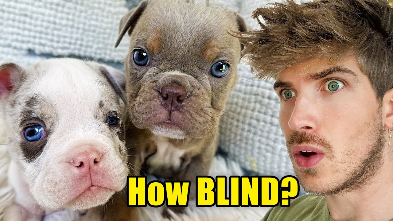 Blind Rescue Puppies Get an Eye Test and Their Names Revealed