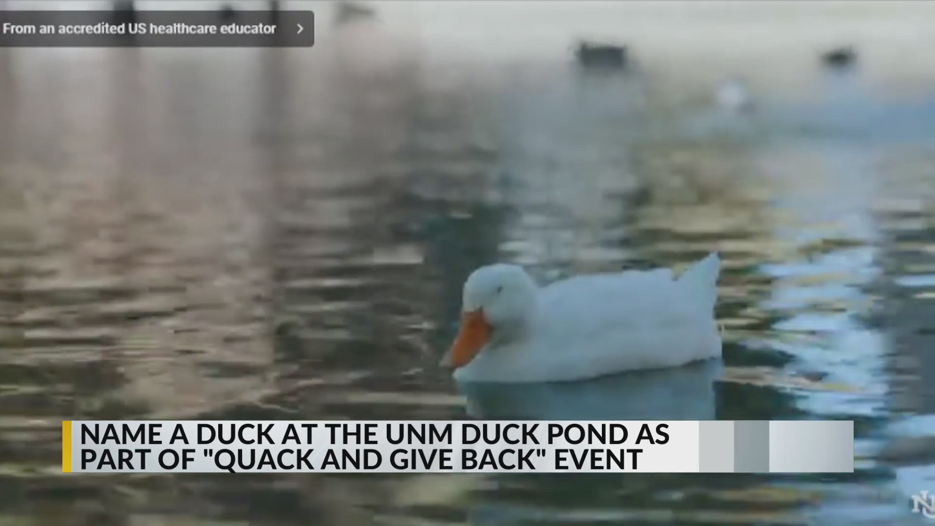 How you can name a duck at UNM's iconic duck pond