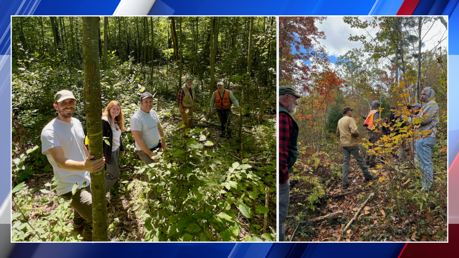 Forest in CT to lead climate-smart forestry in New England
