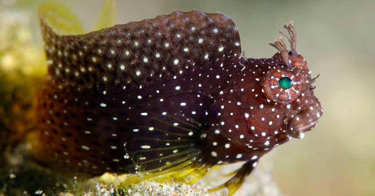 6 Easy Saltwater Fish for Beginners