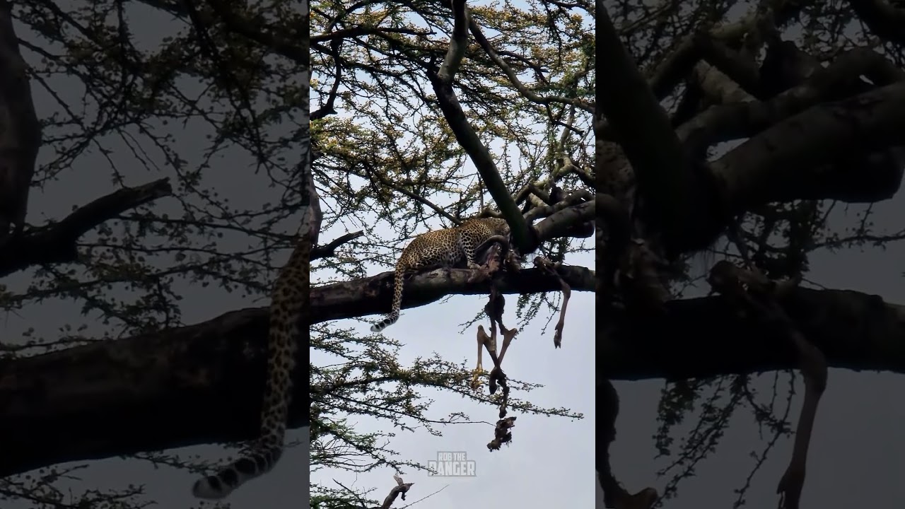 Must-See Leopard And Bones In Tree With Surprising Outcome