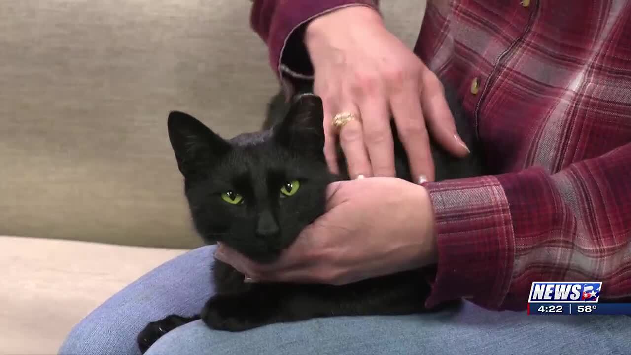 Jones County Sheriff responds after Monticello animal shelter blasts ...