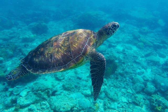Experts sound the alarm after finding thousands of turtles dead on the ...