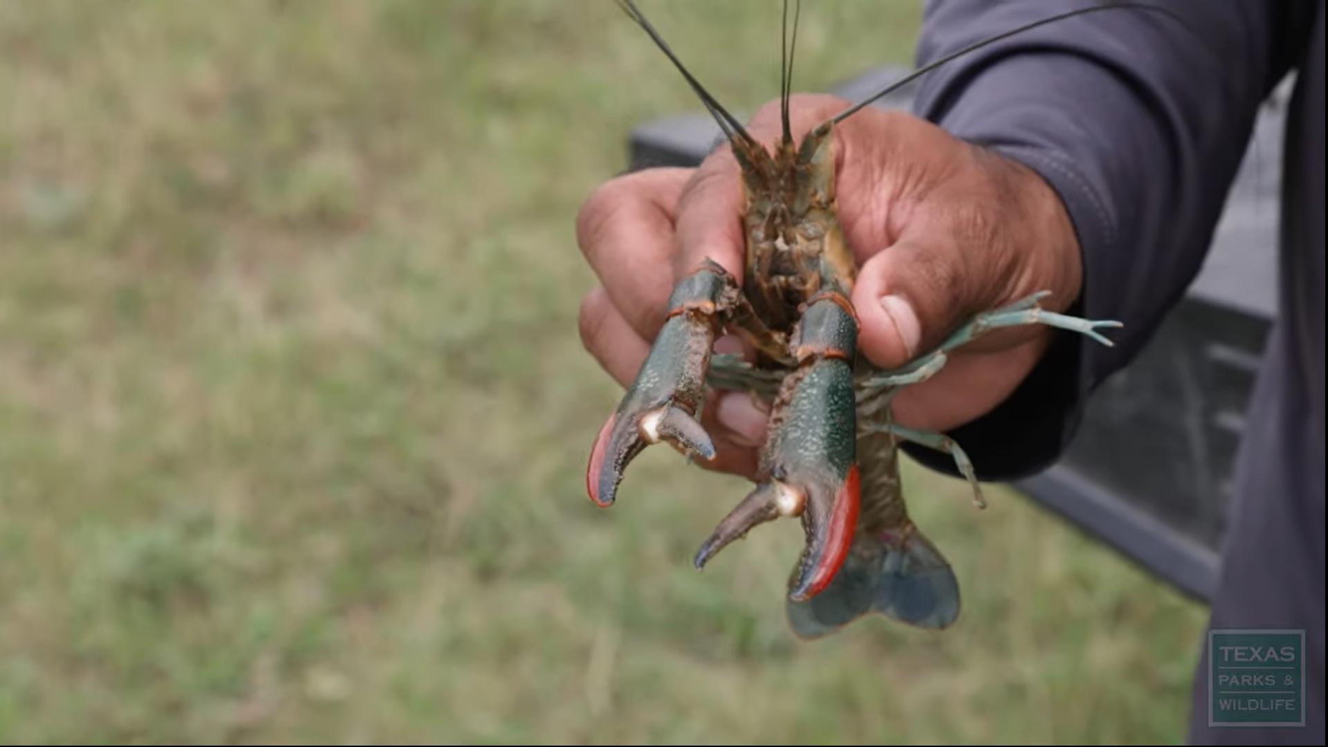 Invasive crayfish discovery raises red flags for Texas wildlife