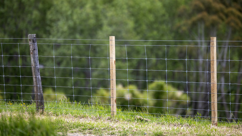 Downsides To Consider Before Installing A Hog Wire Fence In Your Yard