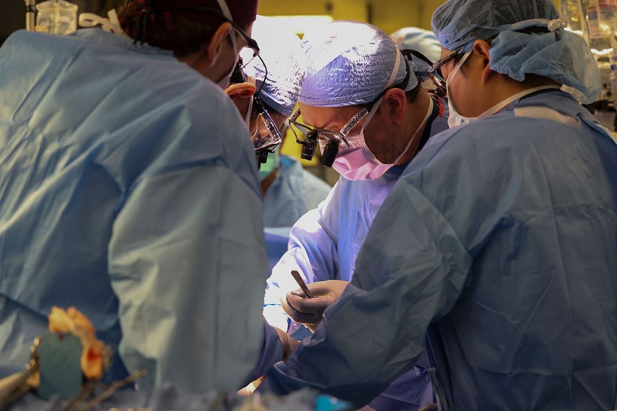 Boston Surgeons Successfully Transplant Pig Kidney in Fourth Patient