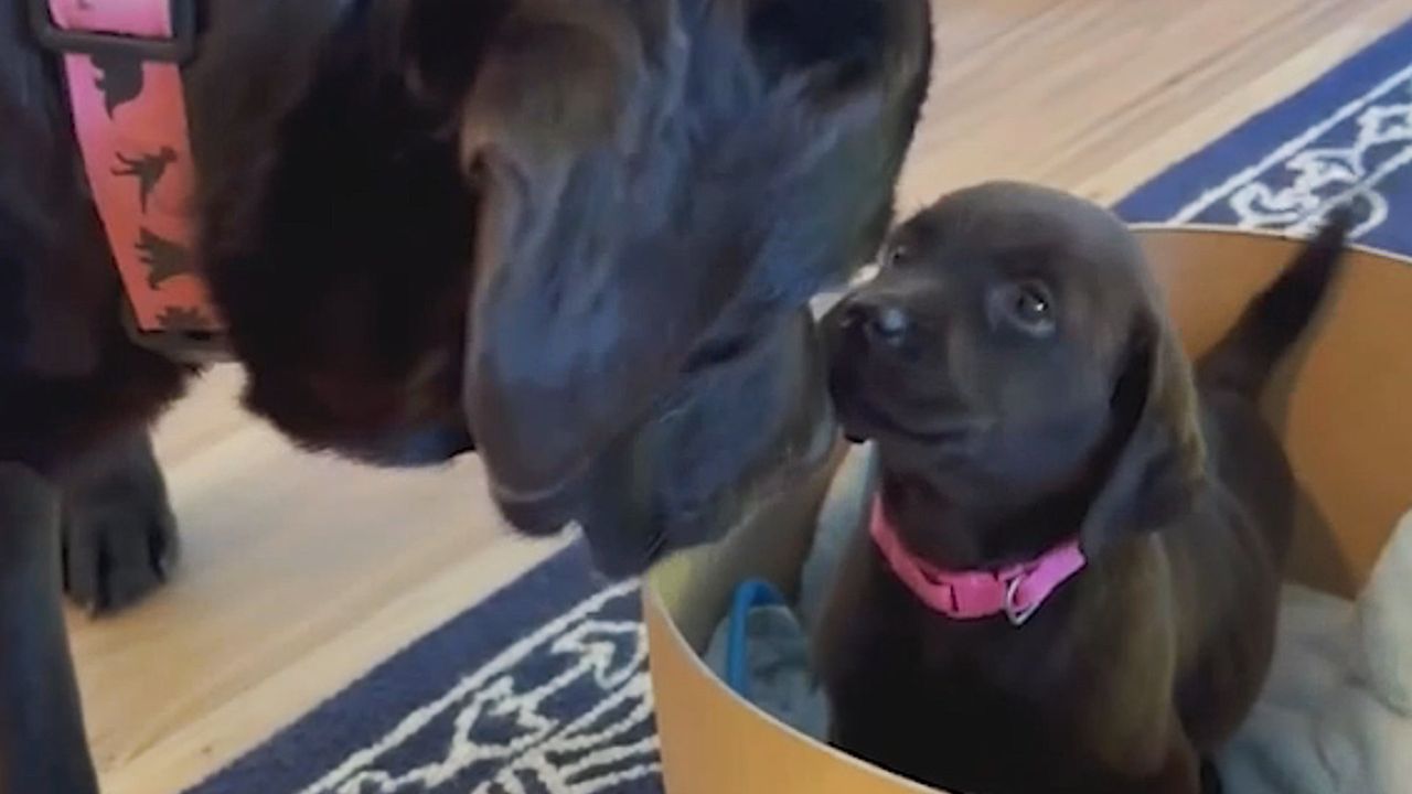 'Lonely' Labrador meets her new adorable puppy best friend