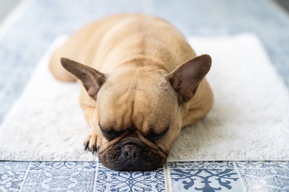 Frenchie Pulls Off Adorable Heat Heist by Stealing Snuggles From ...