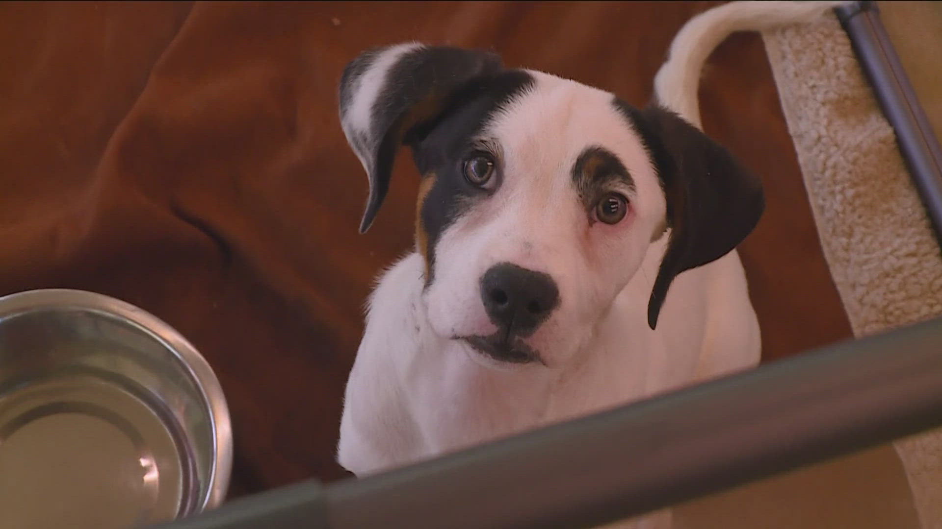 Microchip company Save This Life closes unexpectedly