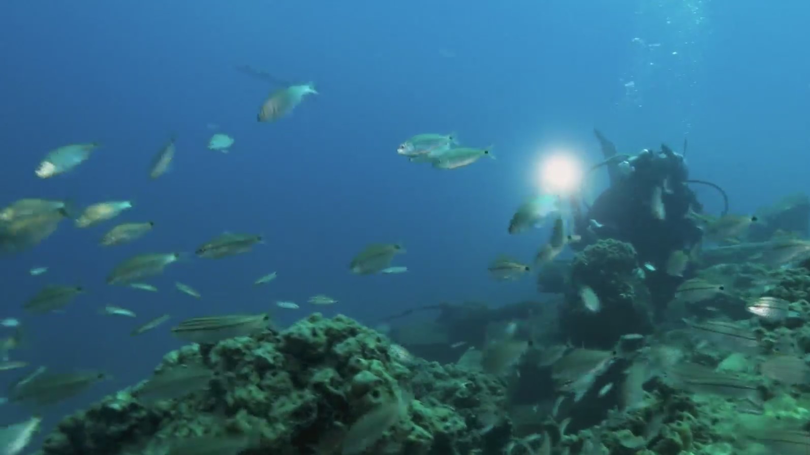 Ship sinking and Texas railroads; artificial reefs see expansion in the ...