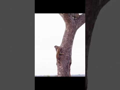 Heart-Warming Leopard Cub Learns to Climb with Mother