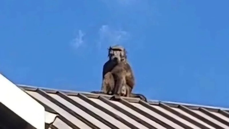 NSPCA offers R20 000 reward for information on the brutal killing of ...