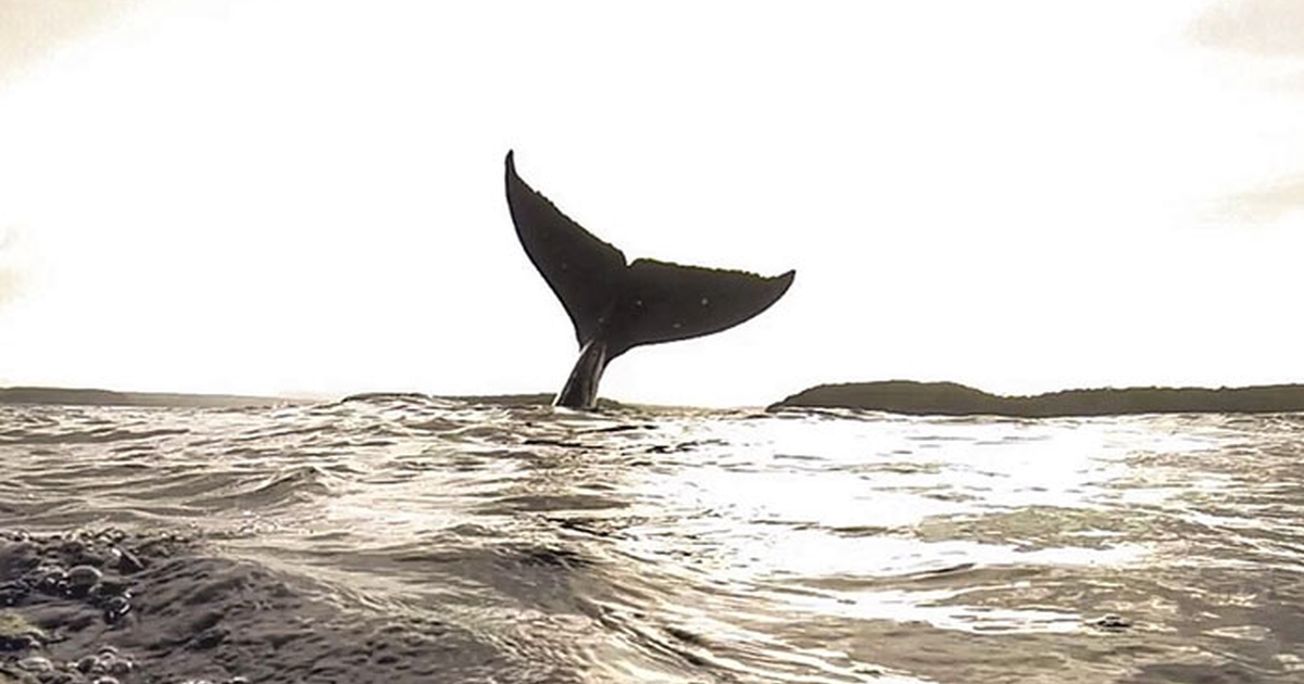 Whale Songs and Human Speech Follow the Same Patterns, Study Finds