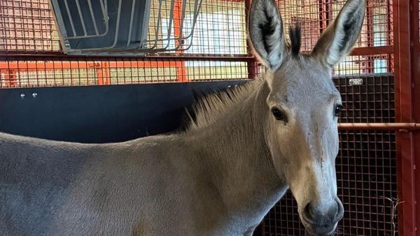 Unglaubliche Geschichte: Broko ist der Neue im Serengeti Park