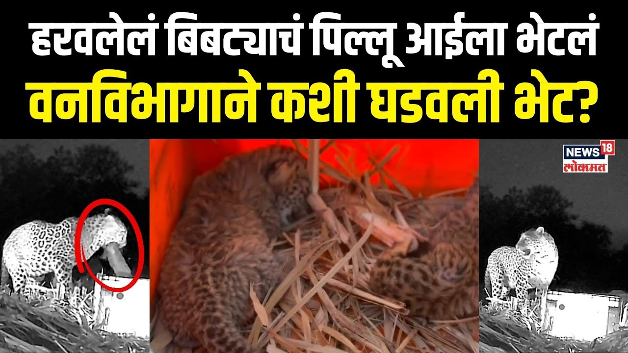 Karad Bibtya CCTV: आईपासून वेगळे झालेल्या बिबट्याच्या पिल्लांची ...