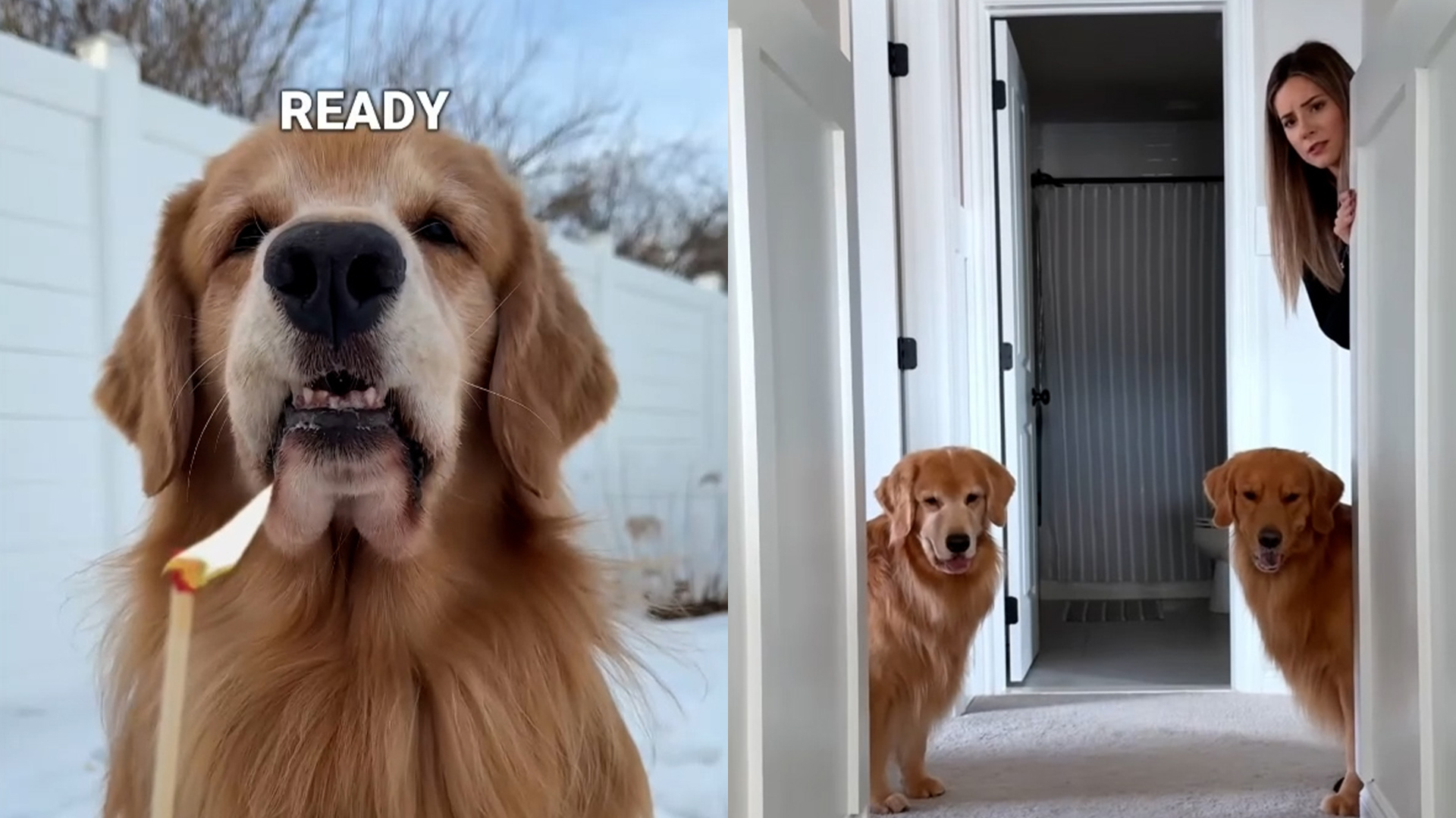 Funny Dog Reacts to Giant Spider | Tucker’s Hilarious Encounter!