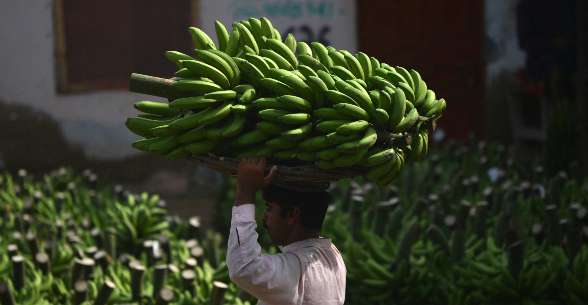The complex history (and complicated future) of bananas