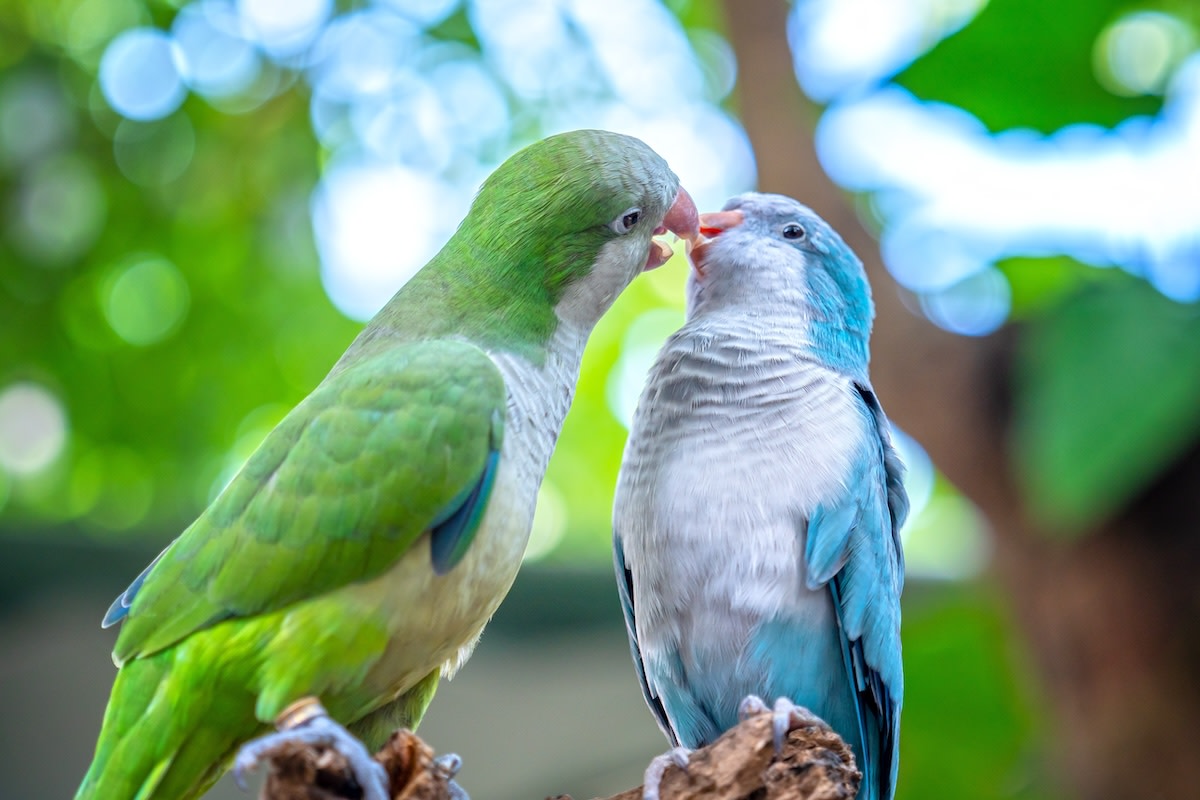 Little Fluffy Quaker Parrot Whispers 'Can I Have a Kiss?' and Everyone ...
