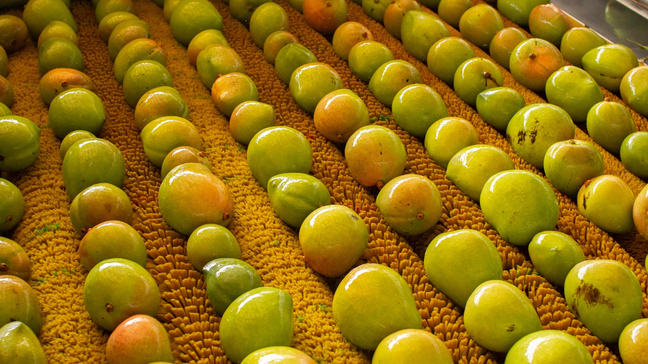 Darwin researchers discover cause of mysterious mango twig tip dieback ...