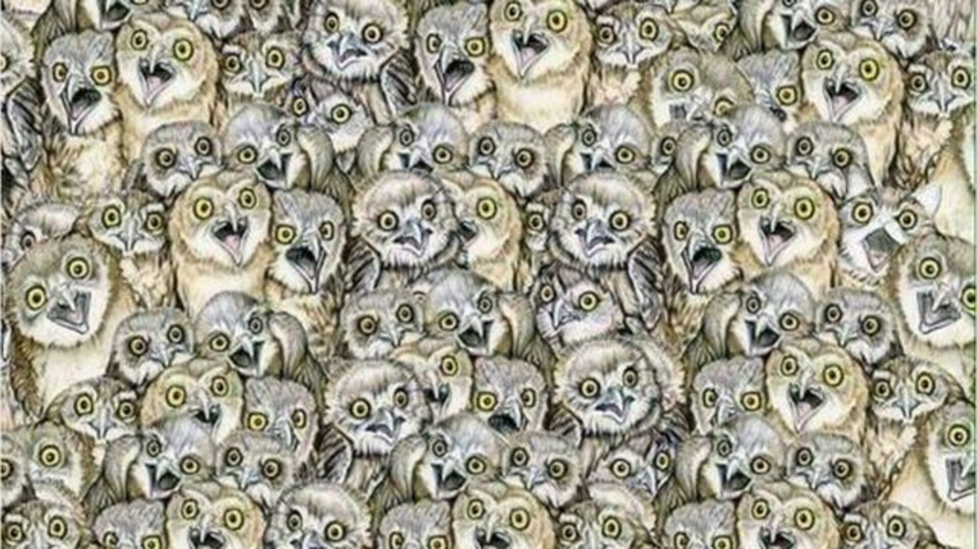 Suchbild: Alle sehen Eulen, aber fast niemand sieht die Katze – was ...