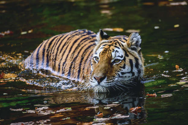 How Blockchain Technology Can Revolutionize Wildlife Tracking How Blockchain Technology Can Revolutionize Wildlife Tracking