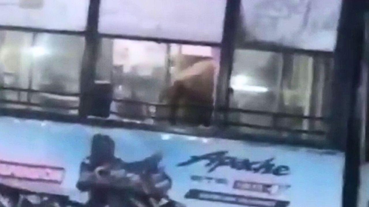 Moment passengers flee as two bulls attack a bus