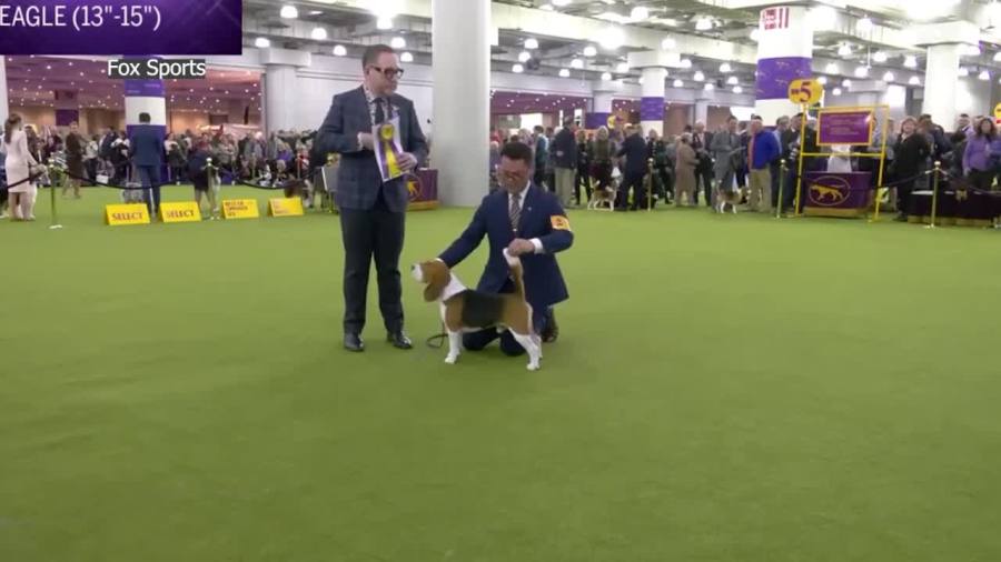 Triad beagle wins Best of Breed in Westminster Dog Show