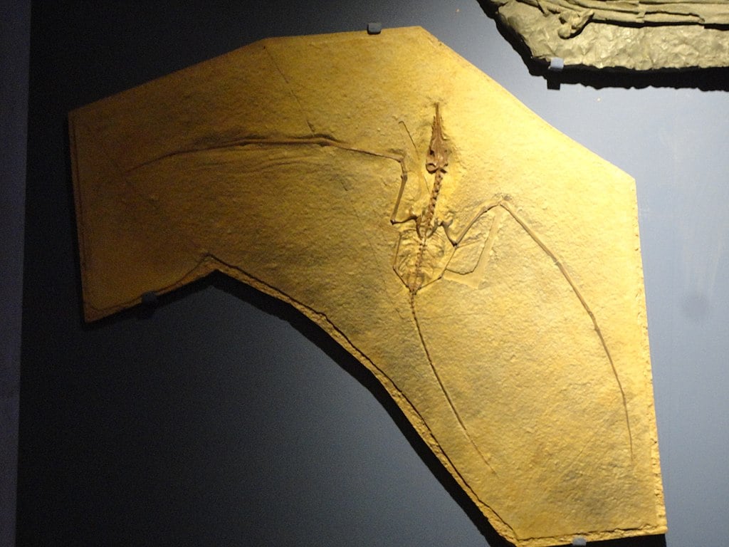 The Evolution of the Flying Reptiles: Pterosaurs of the Mesozoic Era